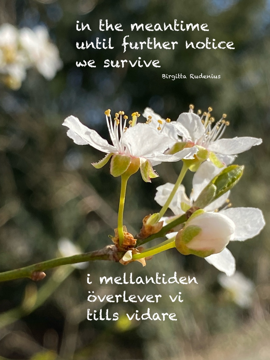 We survive – PICS & POETRY