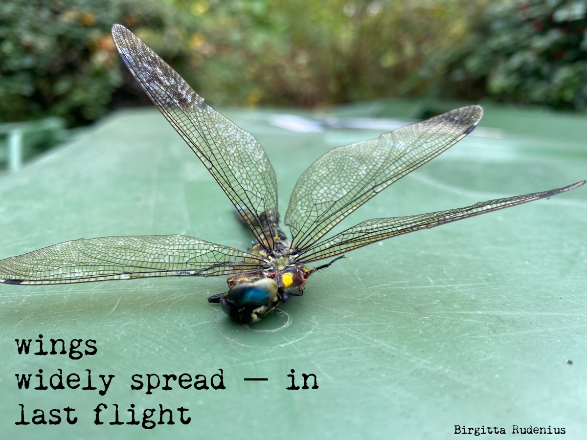 Last flight – PICS & POETRY